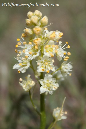 The woods are lovely, dark, and deep: "Earth laughs in flowers." -Ralph ...