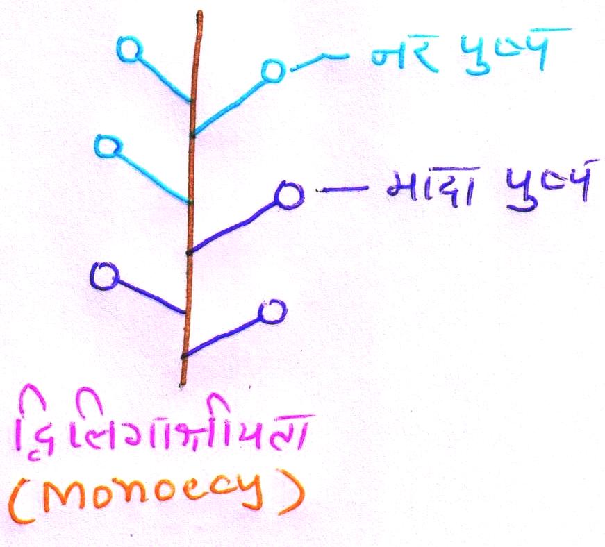 Rabi Crops, Chromosome Numbers, Center of Origin, Floral Biology ...