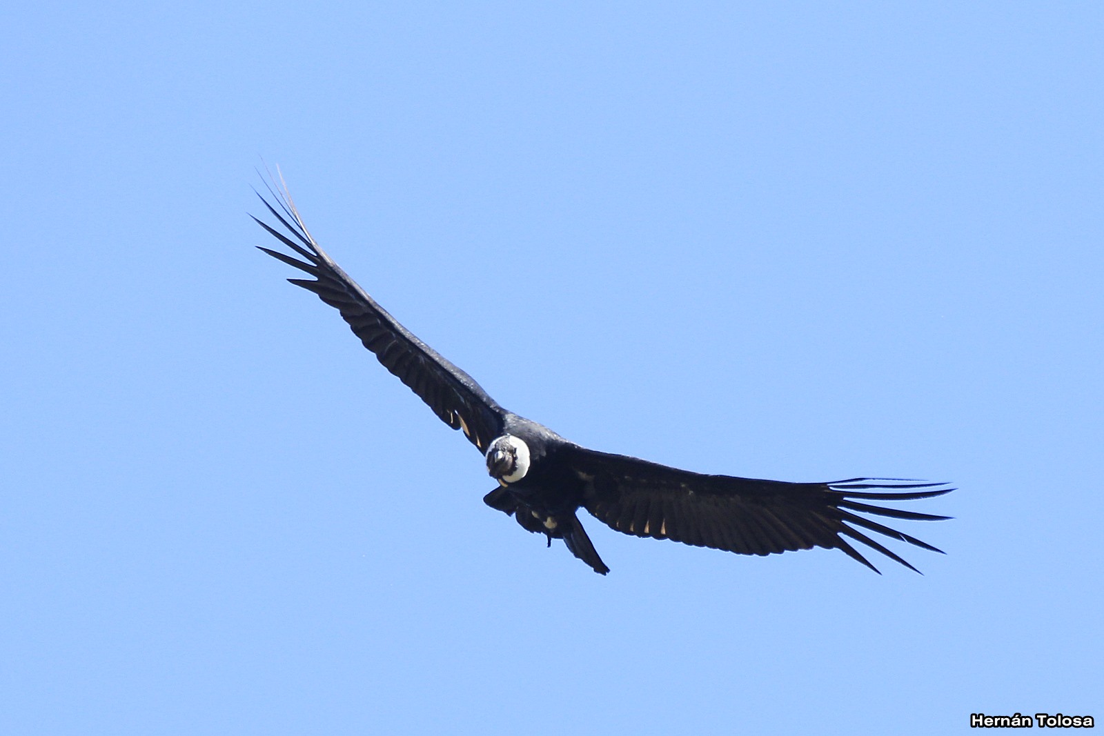 Aves de Argentina: Cóndor planeando