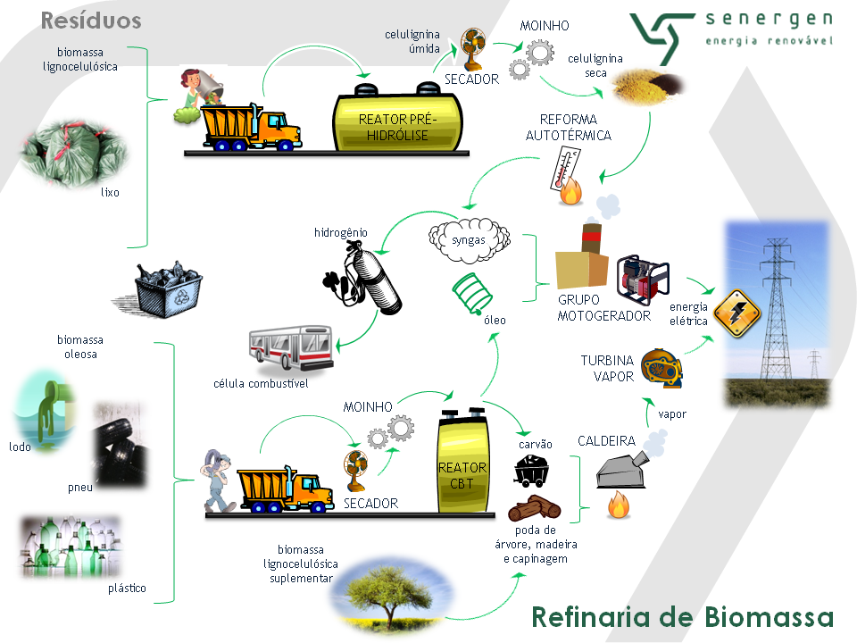 Ecologiasmundo: Biomassa