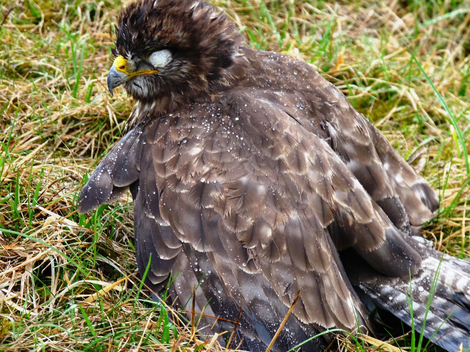 Voillans, village du Doubs, site officiel: Une Buse Variable