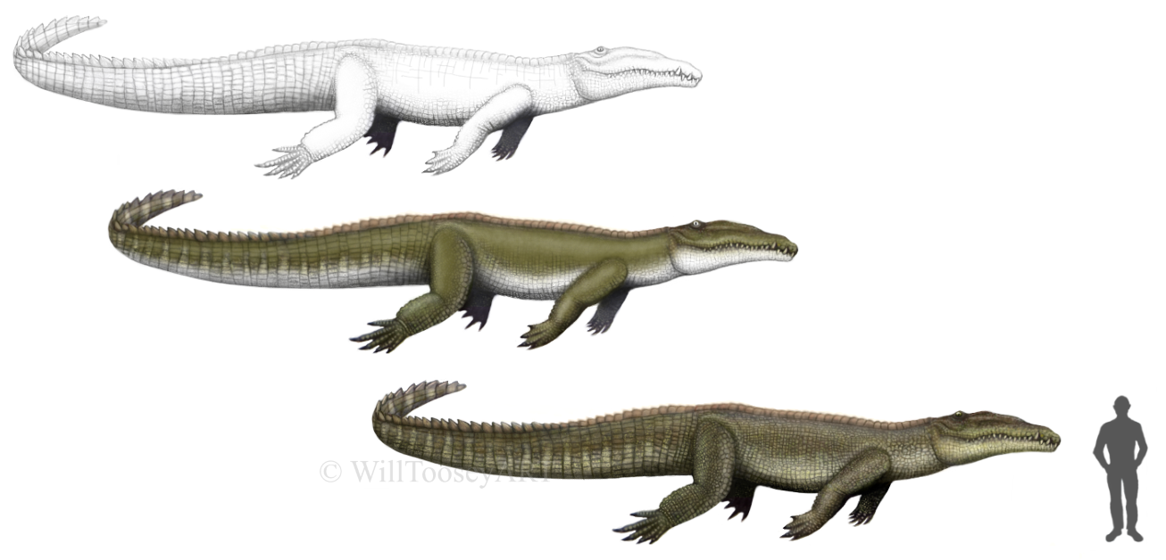 Palaeofauna: The phytosaurs: great, big, croc-like land predators of ...