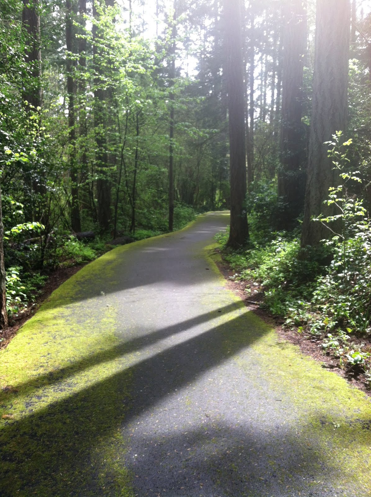 The Kramer Paper Online: Questions in the Forest: Lowami-Hart Woods