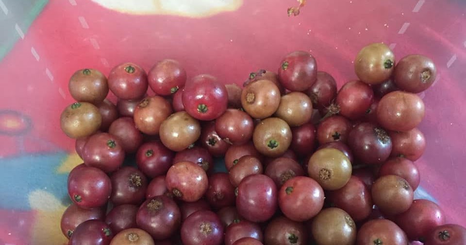 Purple Plum Fairy: Amazing Health Benefits of Aratiles or Kerson Fruit