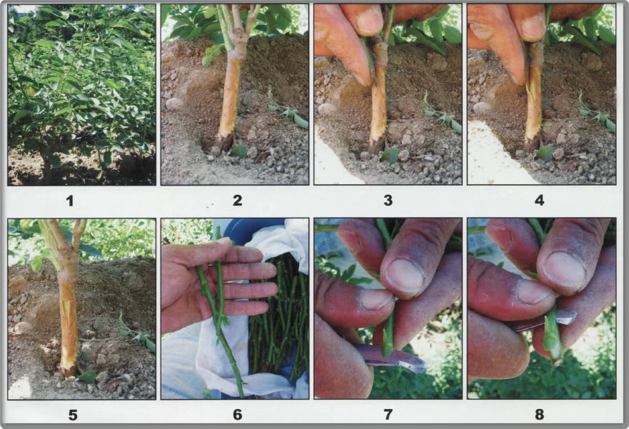 How to Propagation Roses ~ Wonderful Flowers
