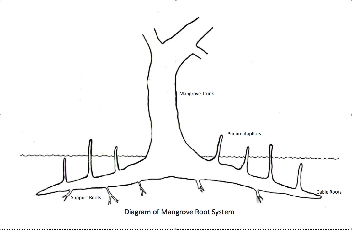 Mangrove Forest Wildlife Conceptual Diagram Illustrating