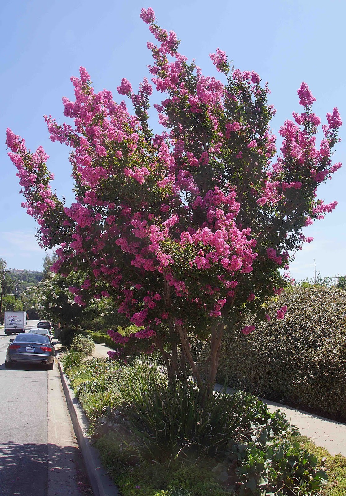 Not Bad For Early September, The Lagerstroemias Being Late