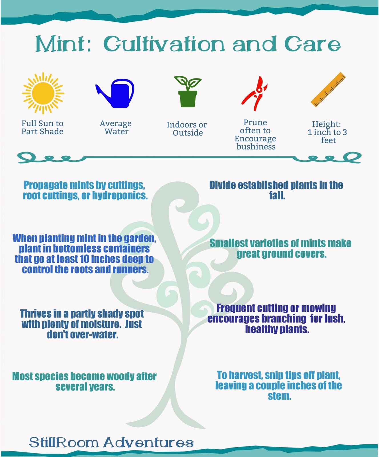 Mint: The Ultimate Guide