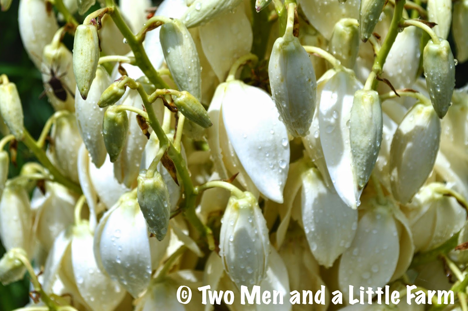 HOw To YUCCA FLOWERS IN BLOOM