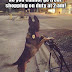 Service dog memes always bring out the smiles (40 Pics ...