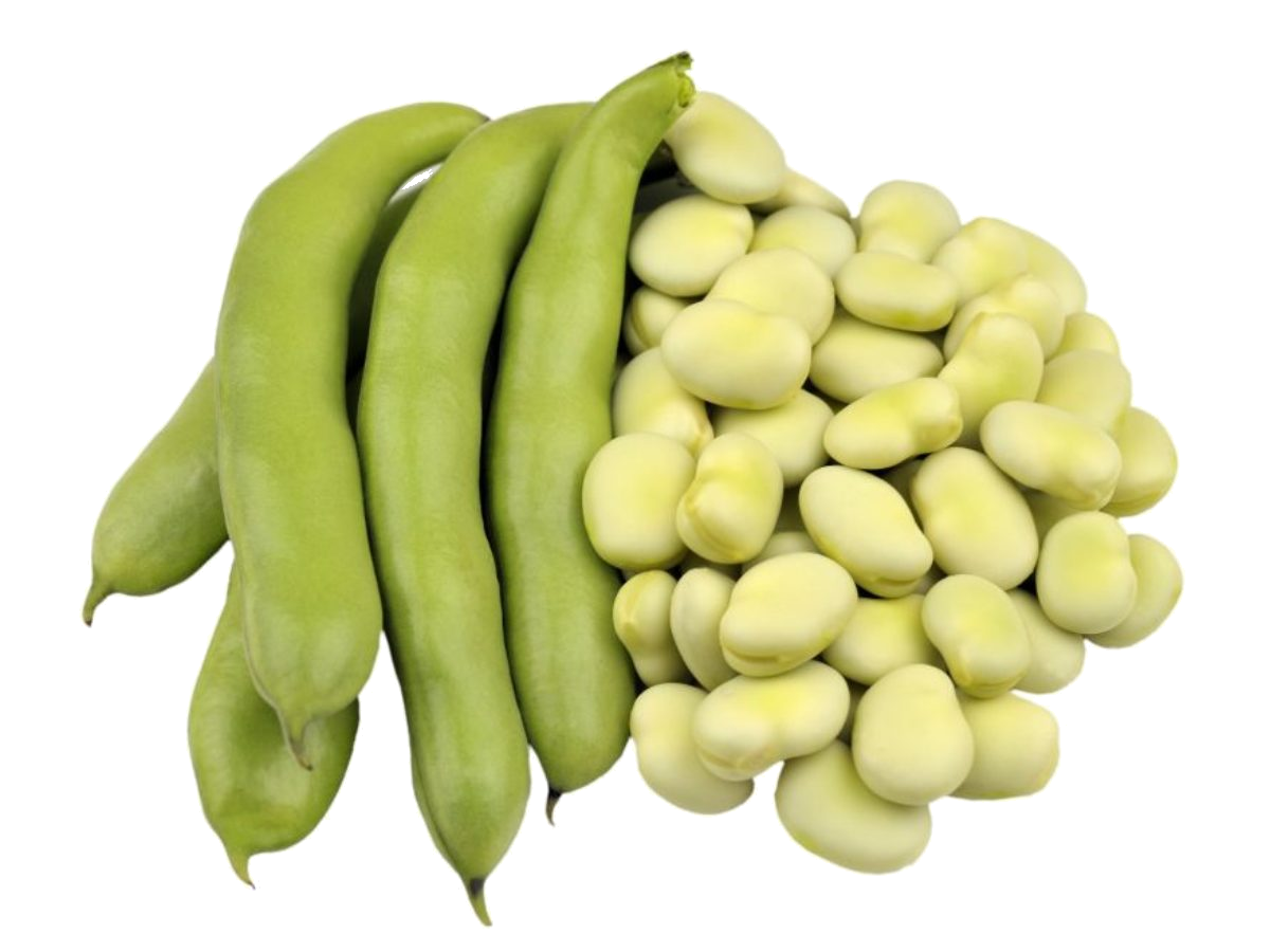 Fava | Broad Bean