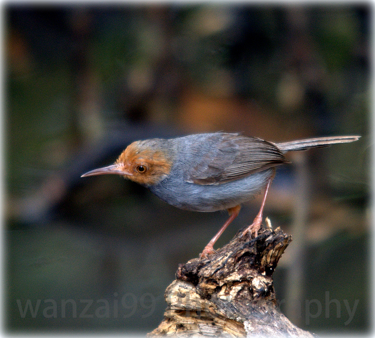 wanzai99 PHOTOGRAPHY: Burung Perenjak Bukit