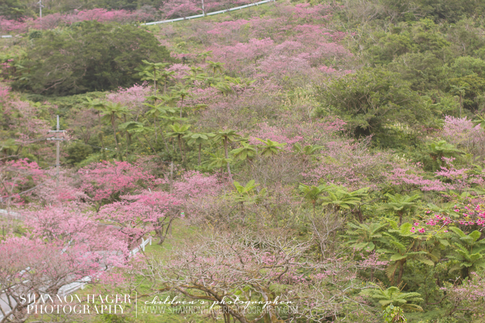 Enjoying Life With 4 Kids: More Cherry Blossoms | Mt Yaedake, Okinawa