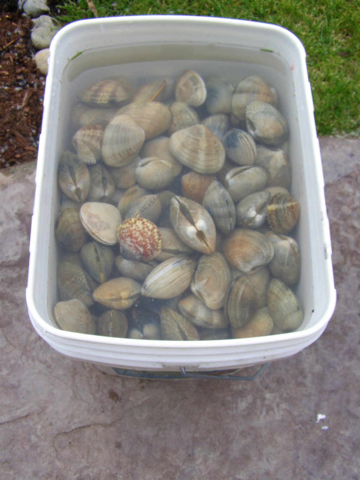 HE{ART}: Clam Digging In Washington!!