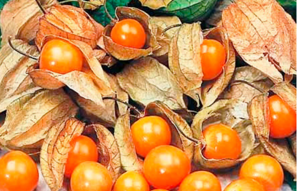 Botânica nas Ilhas: Tomate de Capucho, Capucho