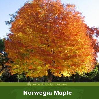 Spesies Pohon Maple yang Cantik Dari Seluruh Dunia - Ciriciripohon.com