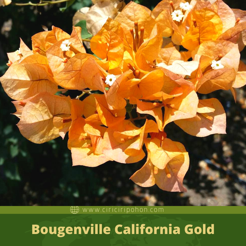 Bunga Bougenville California Gold, Tanaman Hias Keemasan yang Cantik ...