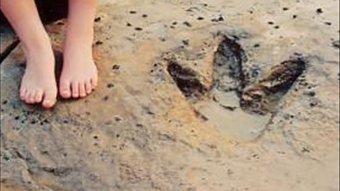 Three-Toed Humanoid Tracks