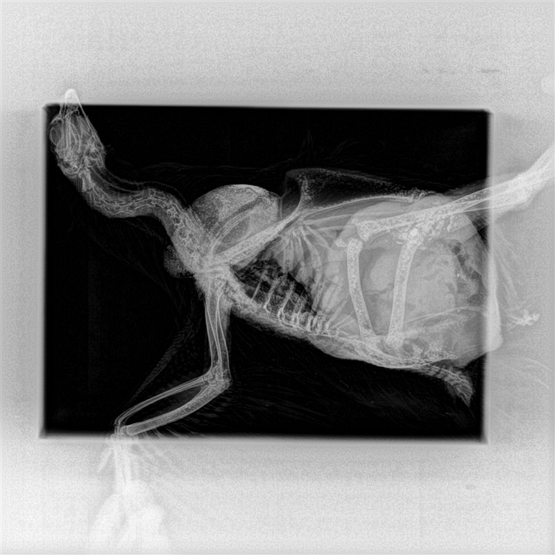 Respect Life Eat Veggies: Gaia Chickens 1st Vet Appointment, Chicken ...