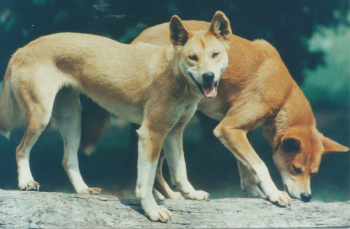 Dingo Lady: The Dingo Lady and the Photographer