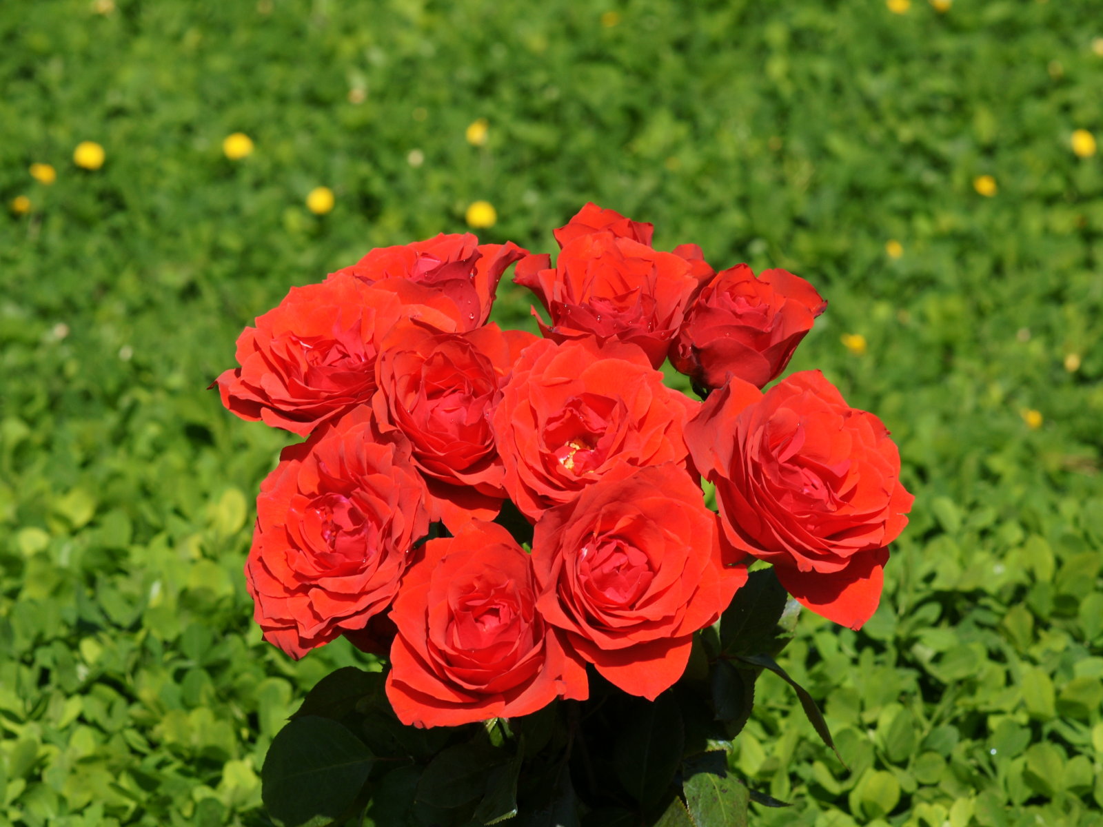 b-wallpaper of rose |Rose Wallpapers