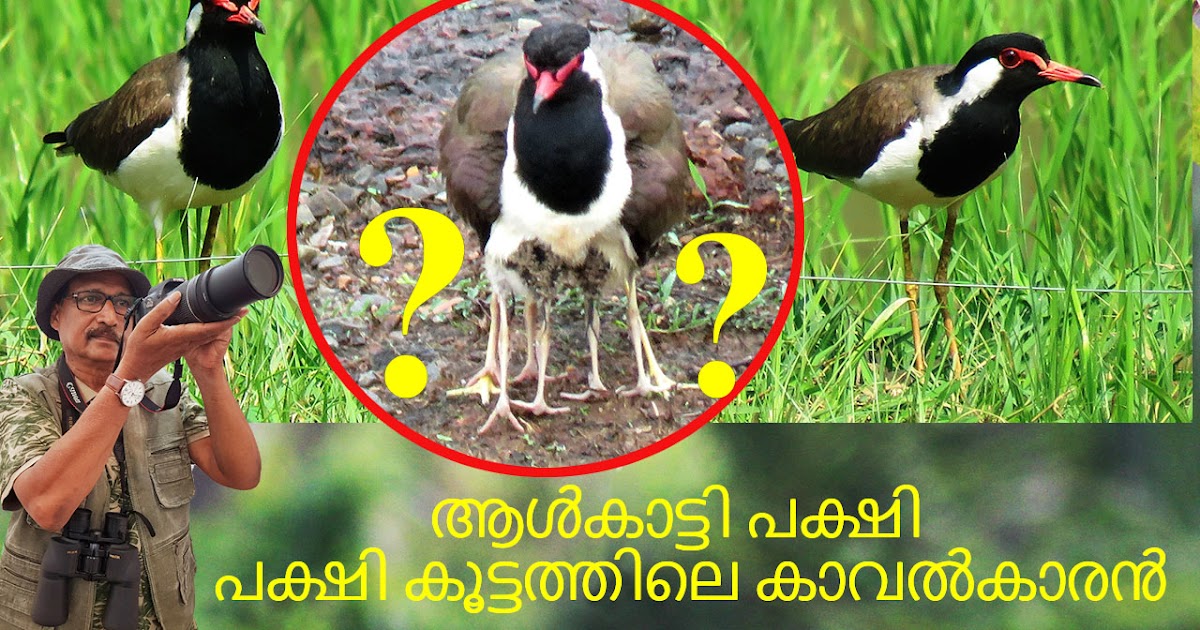 Bird Diversity Kerala - Bird Watching, Birding, Bird images and Description