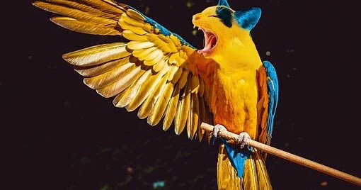 TOP 15 RAREST ANIMAL MUTATIONS PROBABILITY