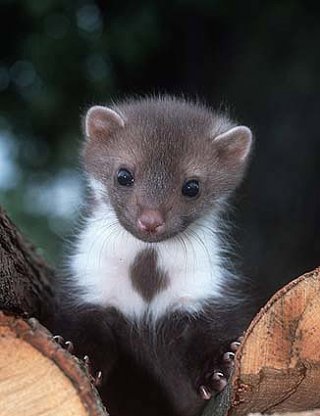 French Vocabulary Illustrated: fouine