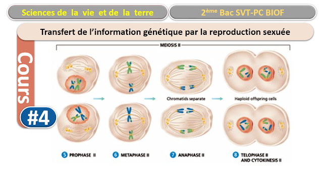 Télécharger | cours | 2ème BAC SVT Biof | Transfert de l’information ...