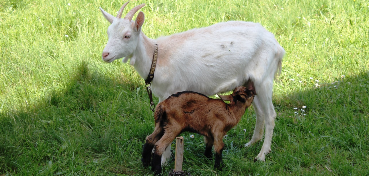 Putovanja, planinarenje i skijanje (Traveling, mountaineering and ...