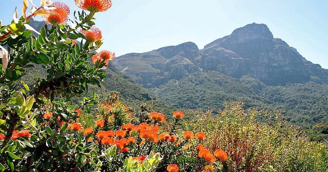 A Passion for Flowers: What is Fynbos?
