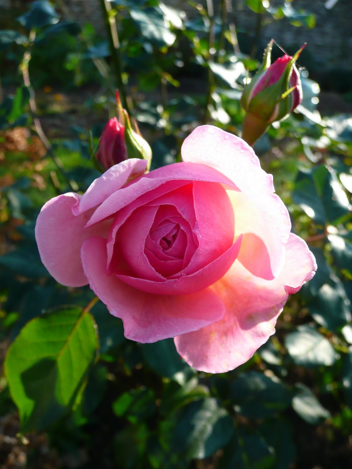 Notre jardin secret.: Baptême du "Massif de roses"