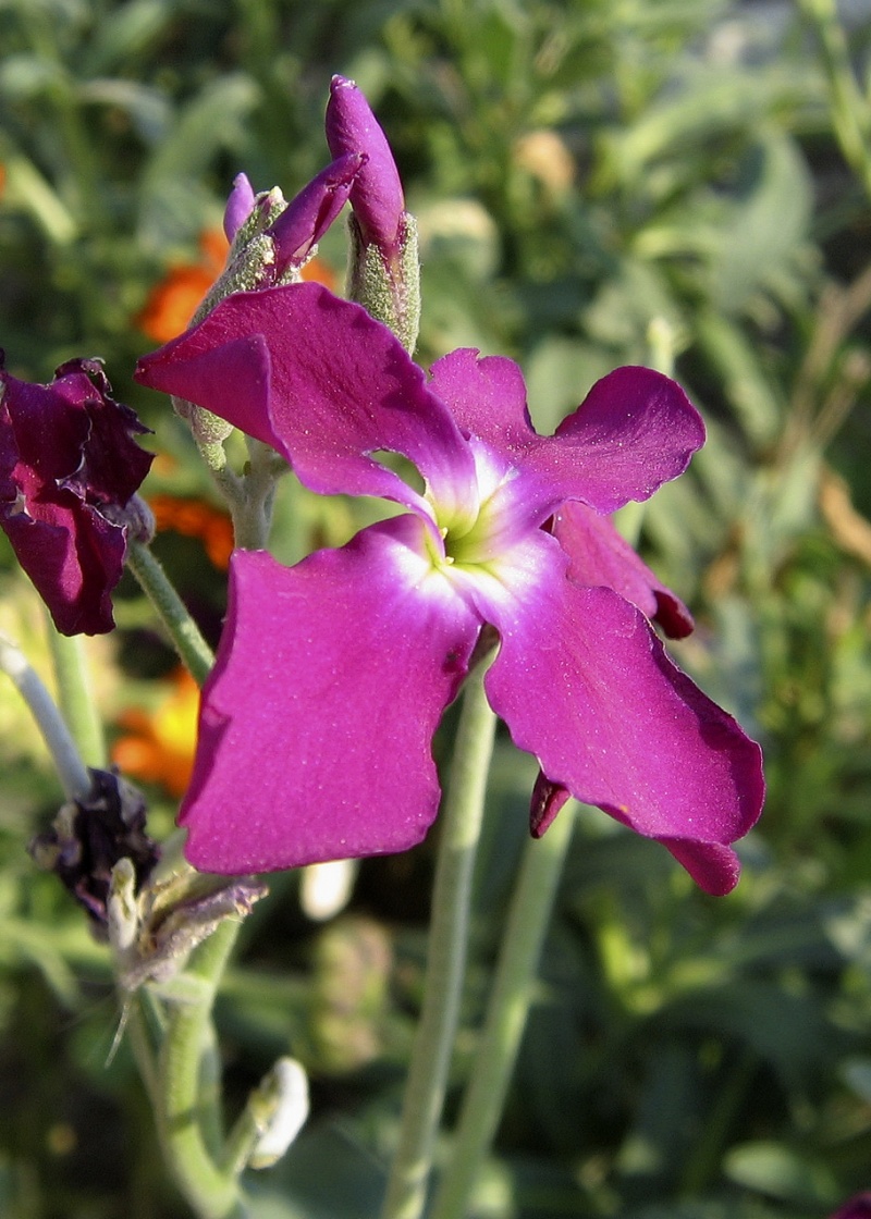 Flores Cali: ALHELÍ Y SU EXÓTICA BELLEZA