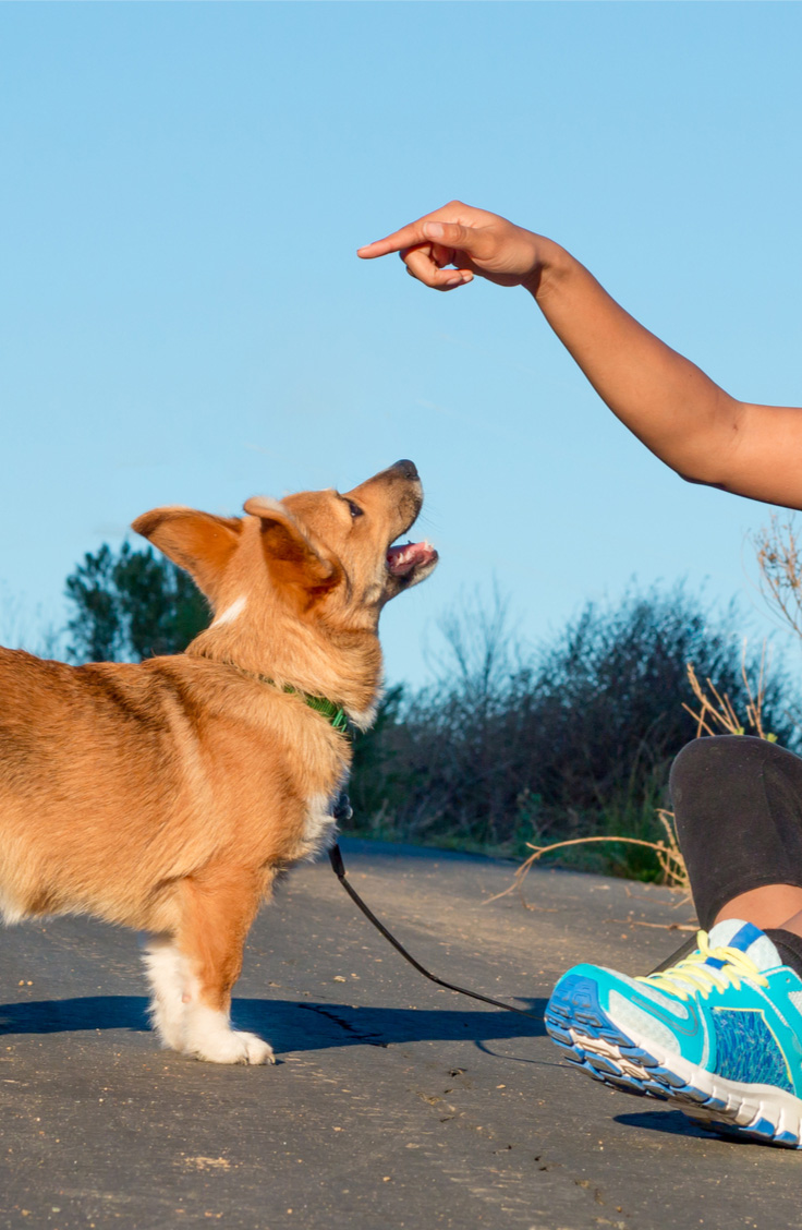 All About Dog Training: The Best Way to Train Your Dog