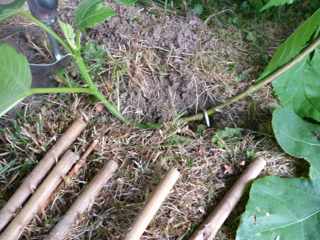 An English Homestead: Ground Layering Fig Trees