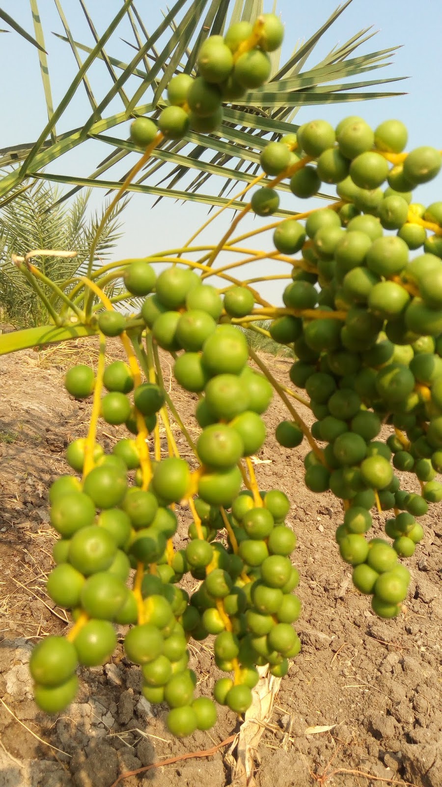 Sri Sai Dates - Barhi (Barhee) Dates