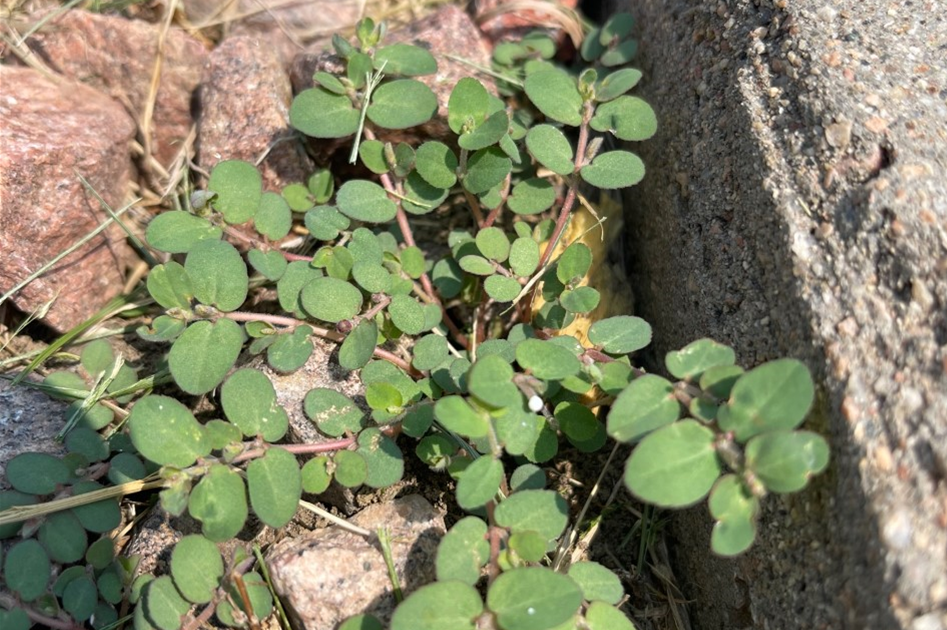 CO-Horts: Prostrate Weeds