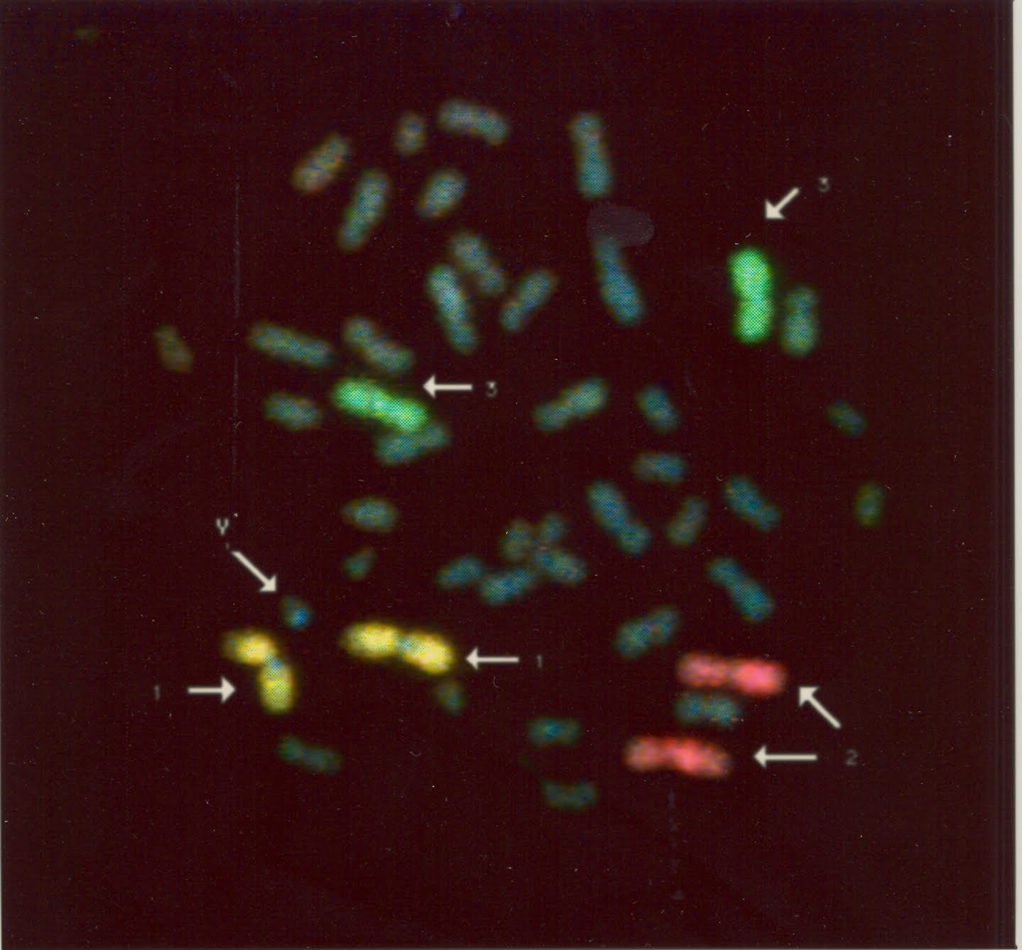 Professor P.Brain's blog: A Pink Gene?