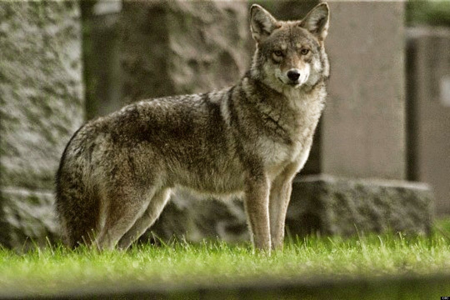 White Wolf : Coywolves are Taking Over Eastern North America