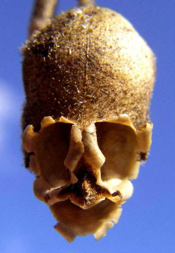 Flonimal Nesia: Bunga Berbentuk Tengkorak Yang Menyeramkan