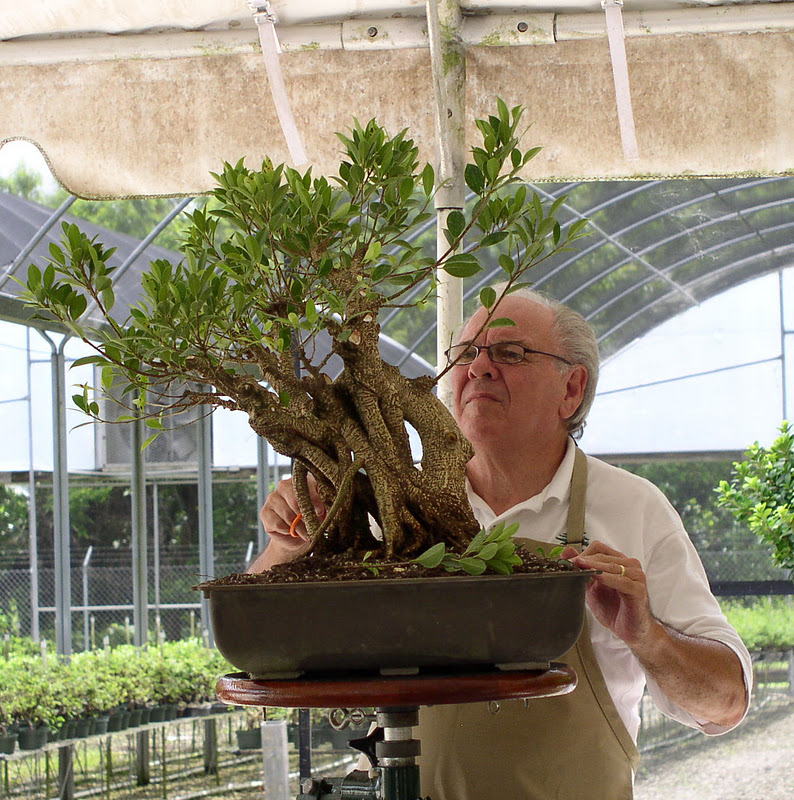 Florida Flowers And Gardens The Bonsai Garden At Miami Tropical Bonsai