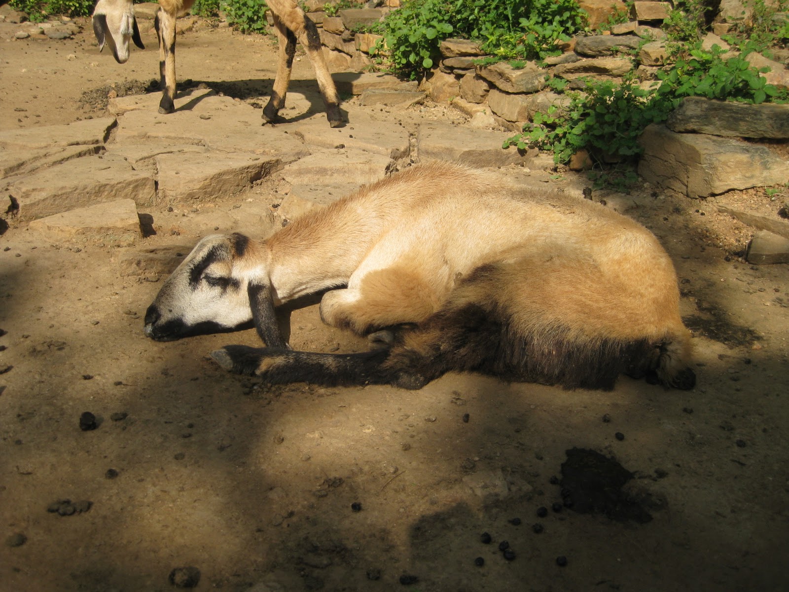 Dr. C. Pavan Kumar, Veterinarian: December 2011