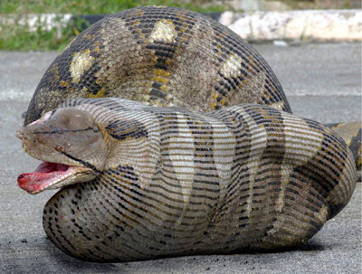Rules of the Jungle: Burmese Python Interesting Animal Facts