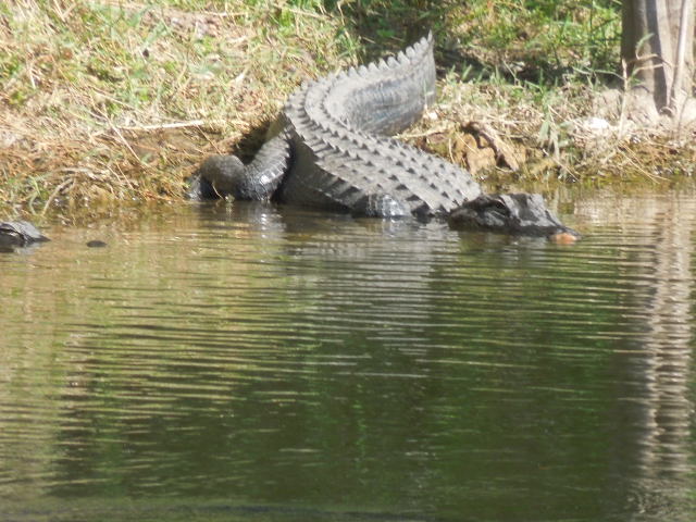 Round Circle: Gator!