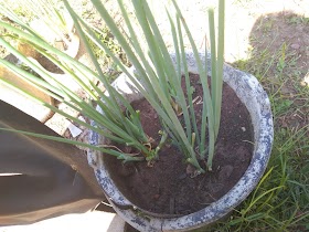 Manfaat Rumput Knop (Hyptis capitata)