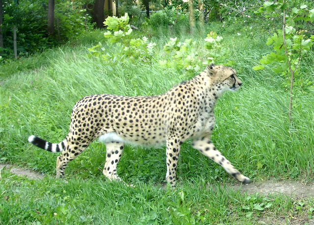 Animal Girl's Nature World: Meet the Spotted Chirper