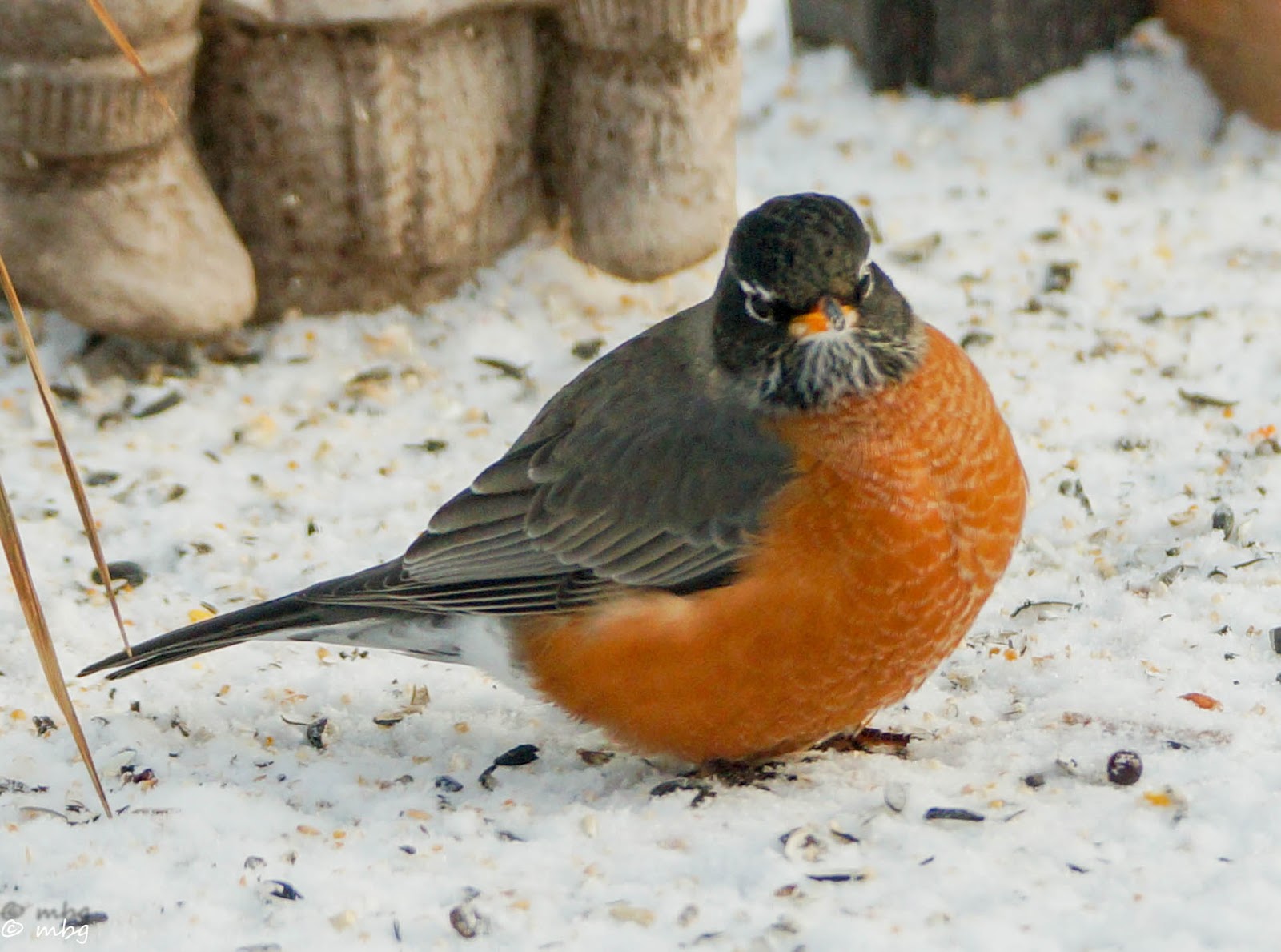 Review of Facts and Photos of the American Robin