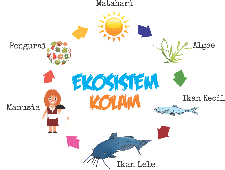 Diskusi 7 Struktur dan fungsi ekosistem ~ Kuliah Pendidikan Fisika S1 ...