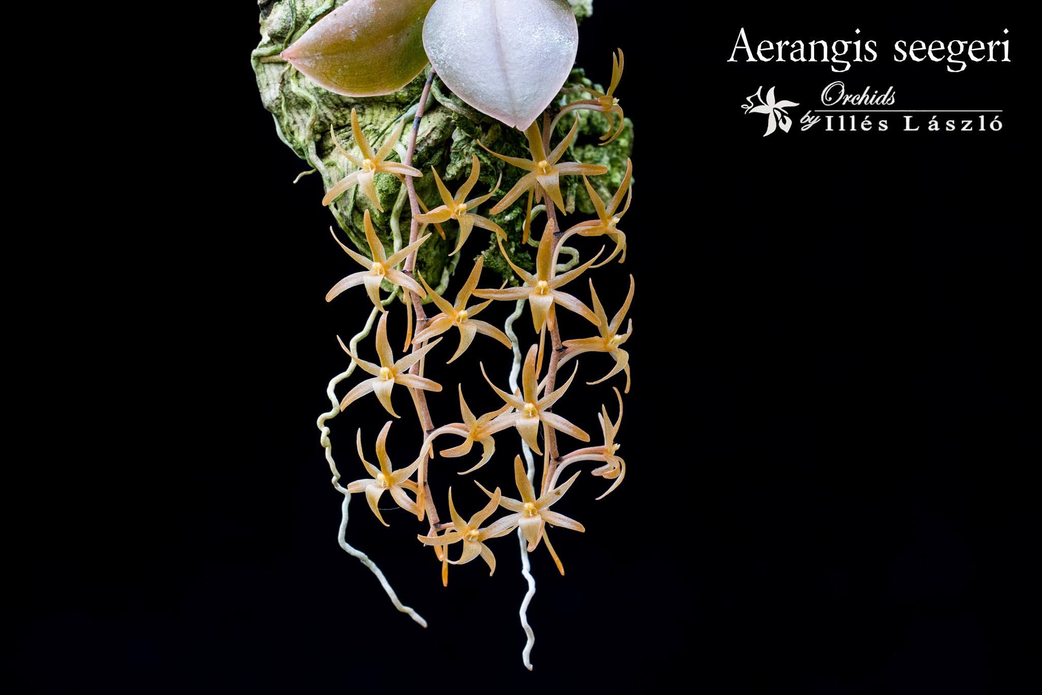 Aerangis seegeri