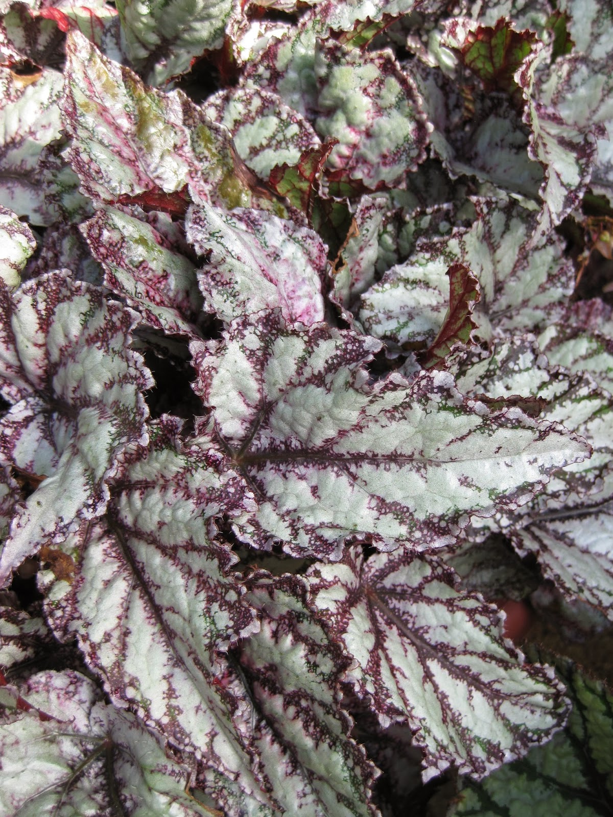 Rotary Botanical Gardens - Hort Blog: Silvers In The Shade Garden